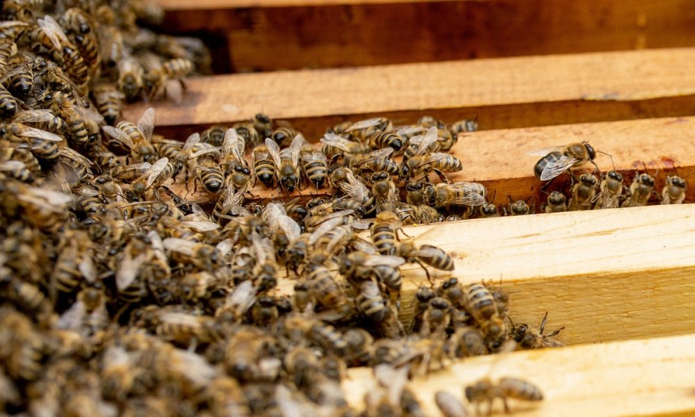 Bee Infestations Should Be Handled by Bee Removal Experts in Orange County