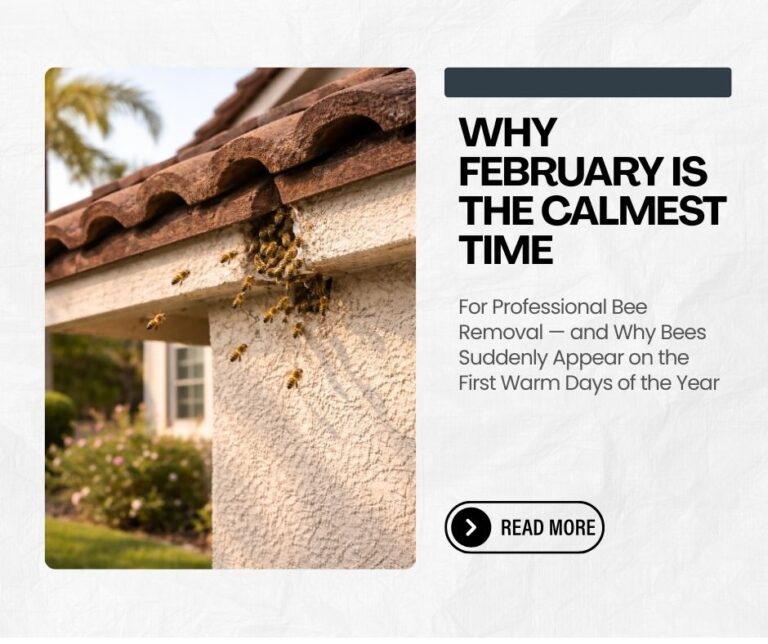 Why February Is the Calmest Time for Professional Bee Removal in Orange ...